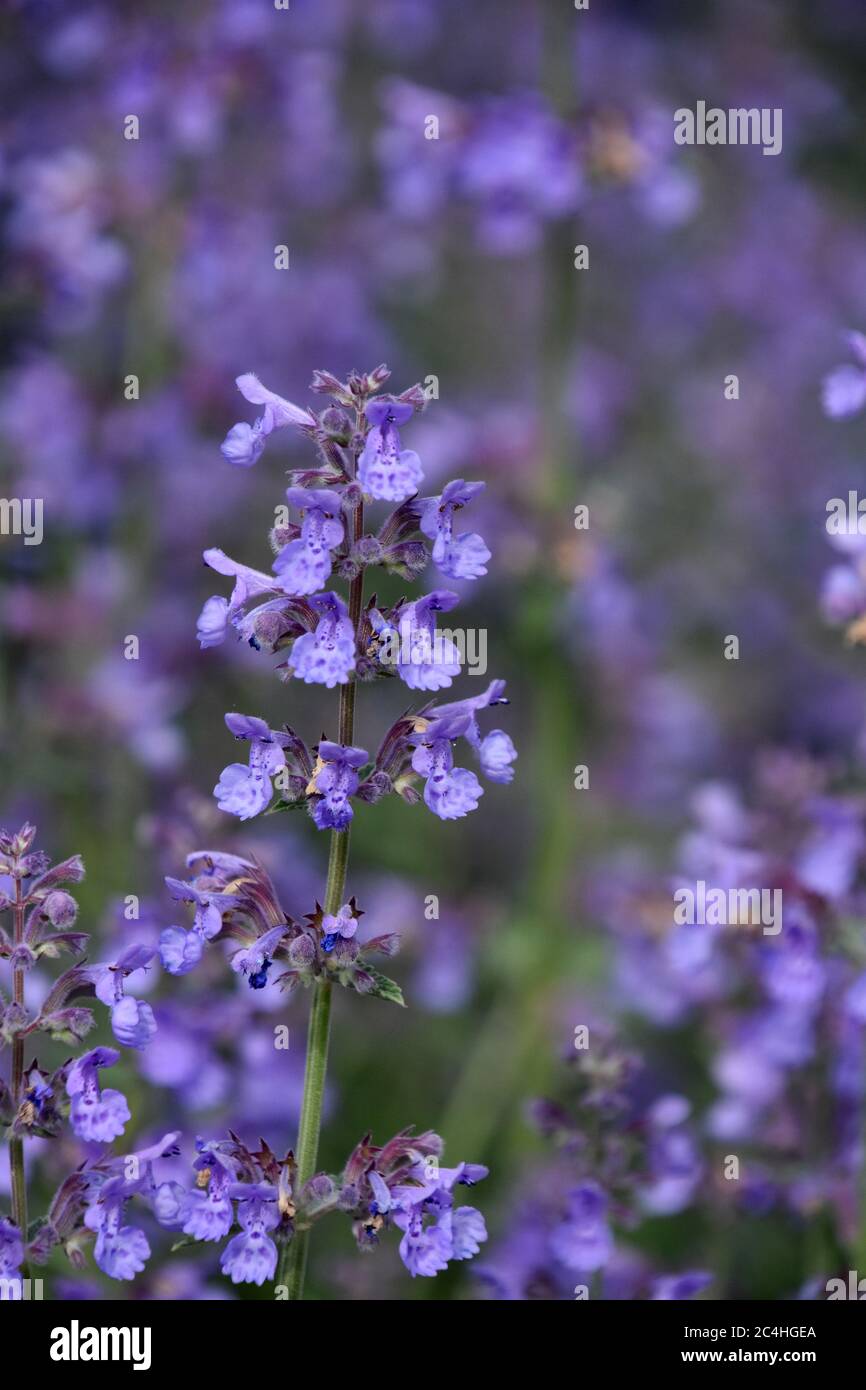 Close up blooming catmint hi-res stock photography and images - Alamy