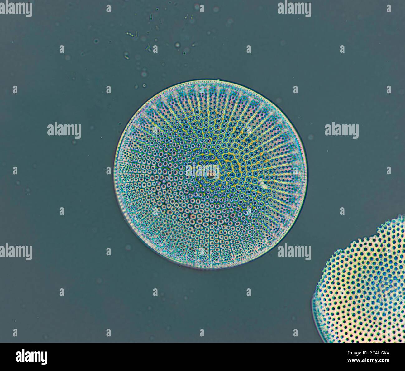 Silica shell hi-res stock photography and images - Alamy