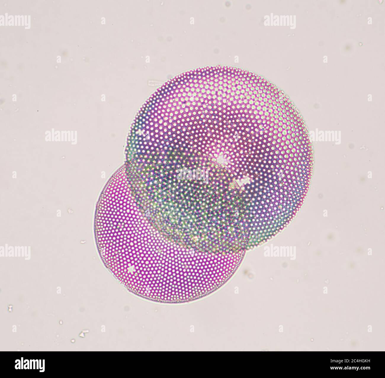 Marine Diatom High Resolution Stock Photography and Images - Alamy