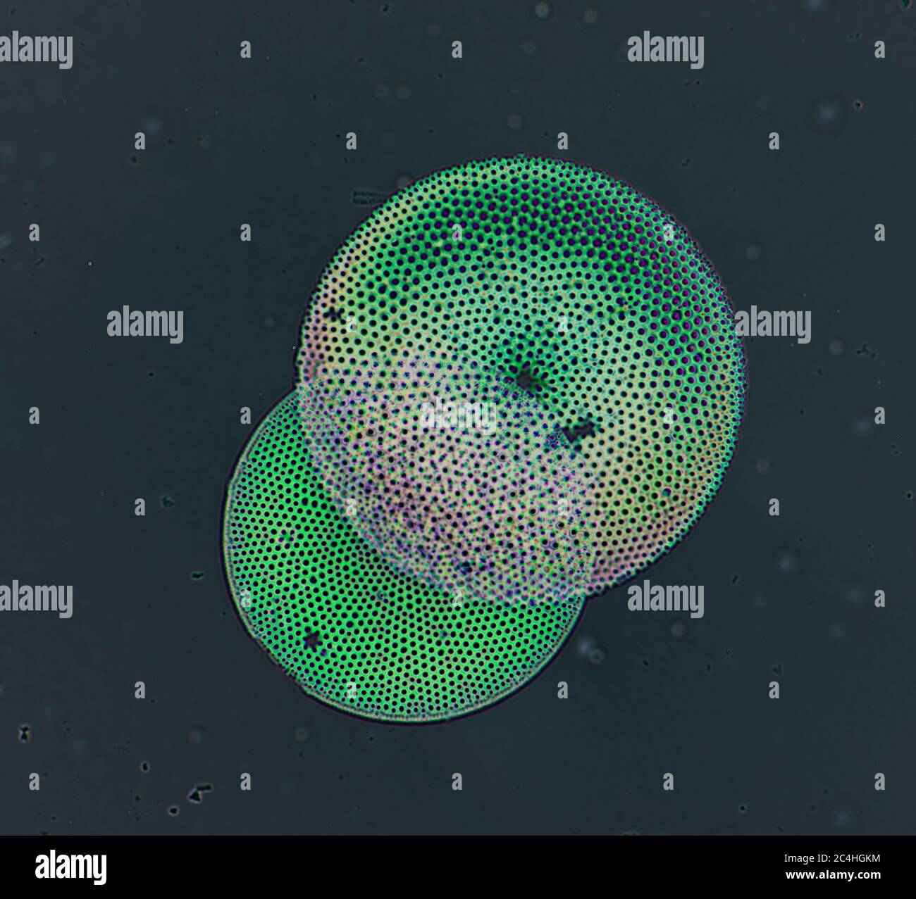 Silica And Diatoms High Resolution Stock Photography and Images - Alamy