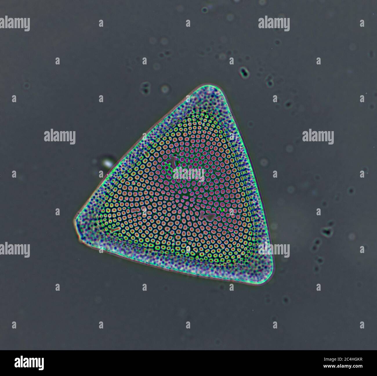 Marine Diatom High Resolution Stock Photography and Images - Alamy