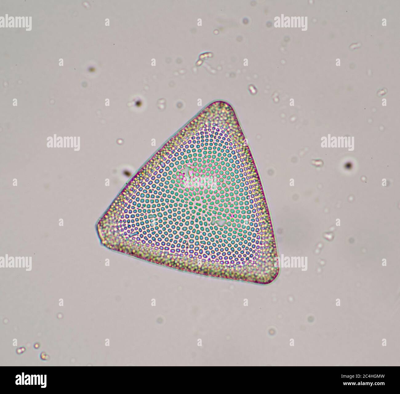 Marine Diatom High Resolution Stock Photography and Images - Alamy