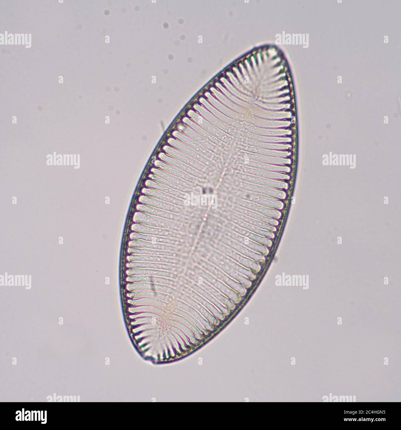 Diatomaceae, Diatom silica shell, microscope view Stock Photo - Alamy