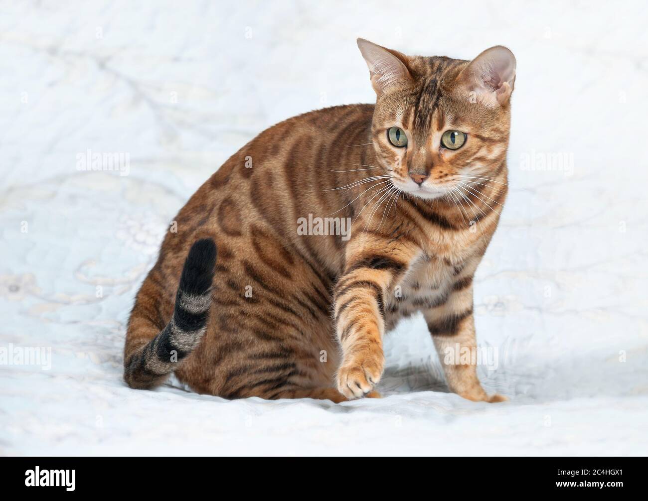 Gold Bengal Cats