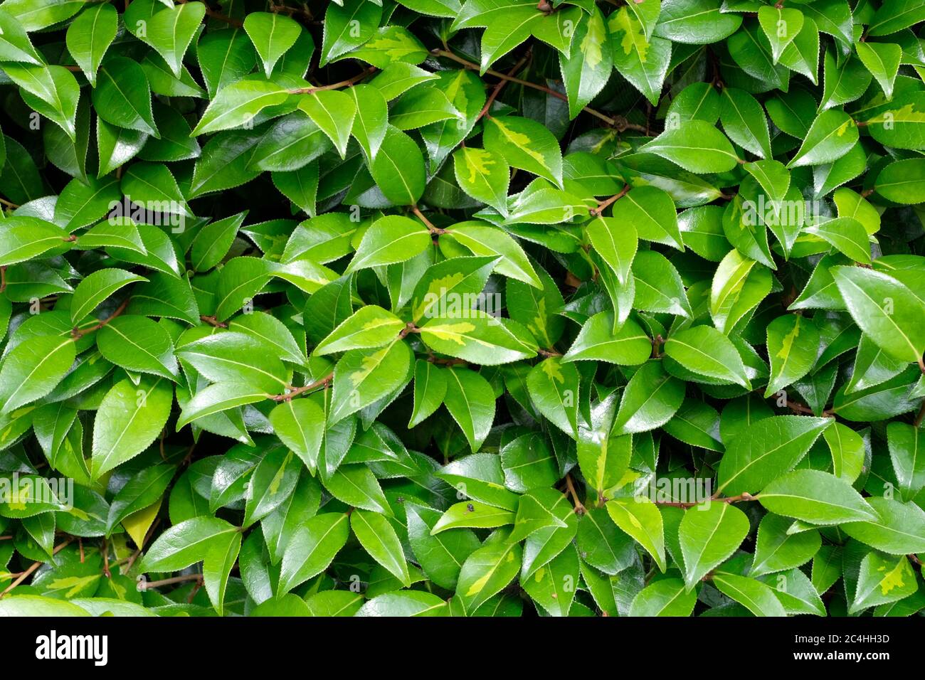 Close up showing green leaves on a hedge. UK Stock Photo - Alamy