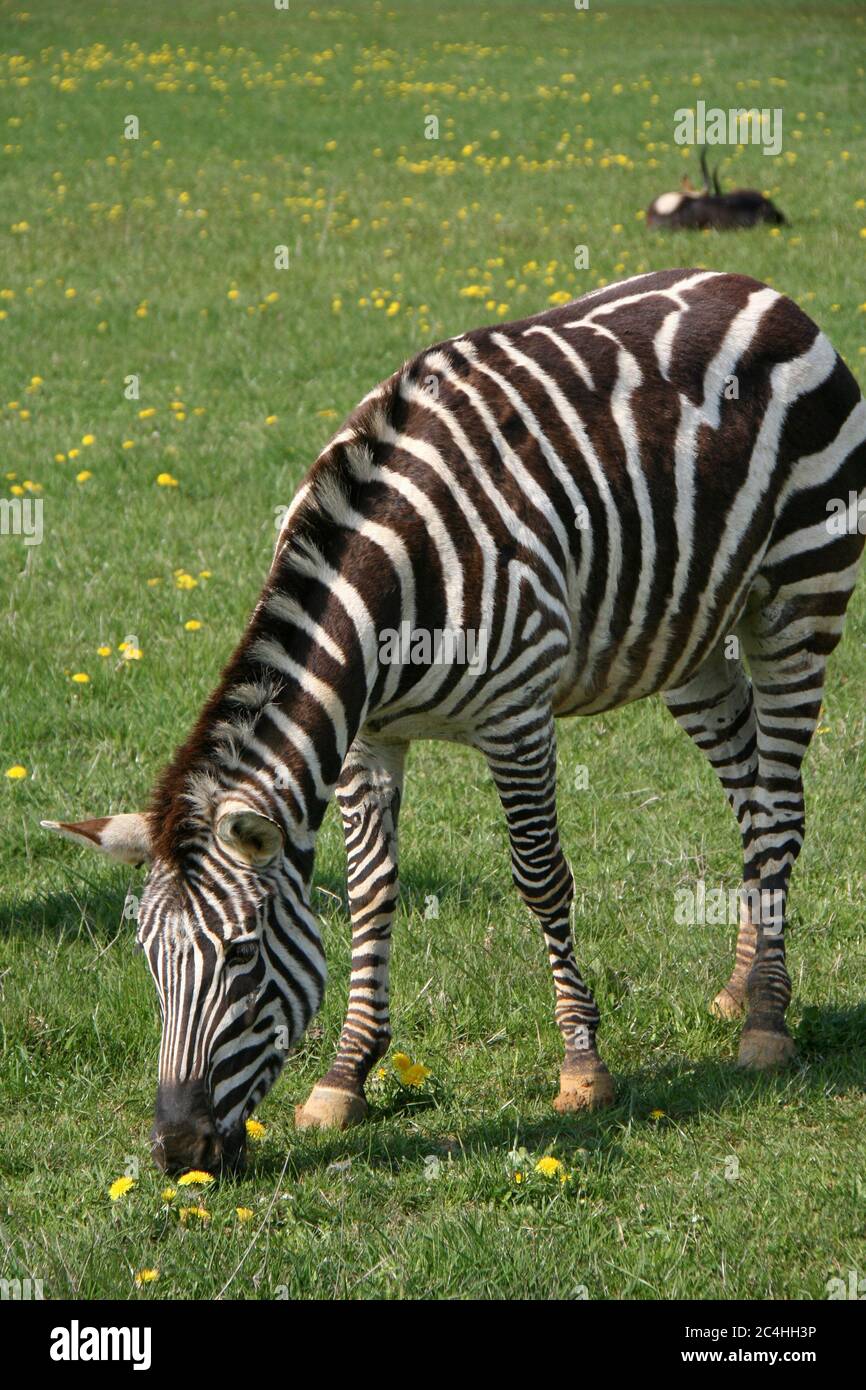 zebra in a zoo in france Stock Photo - Alamy