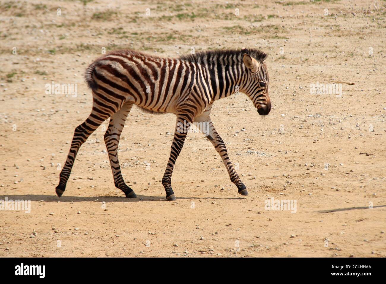 zebra in a zoo in france Stock Photo - Alamy