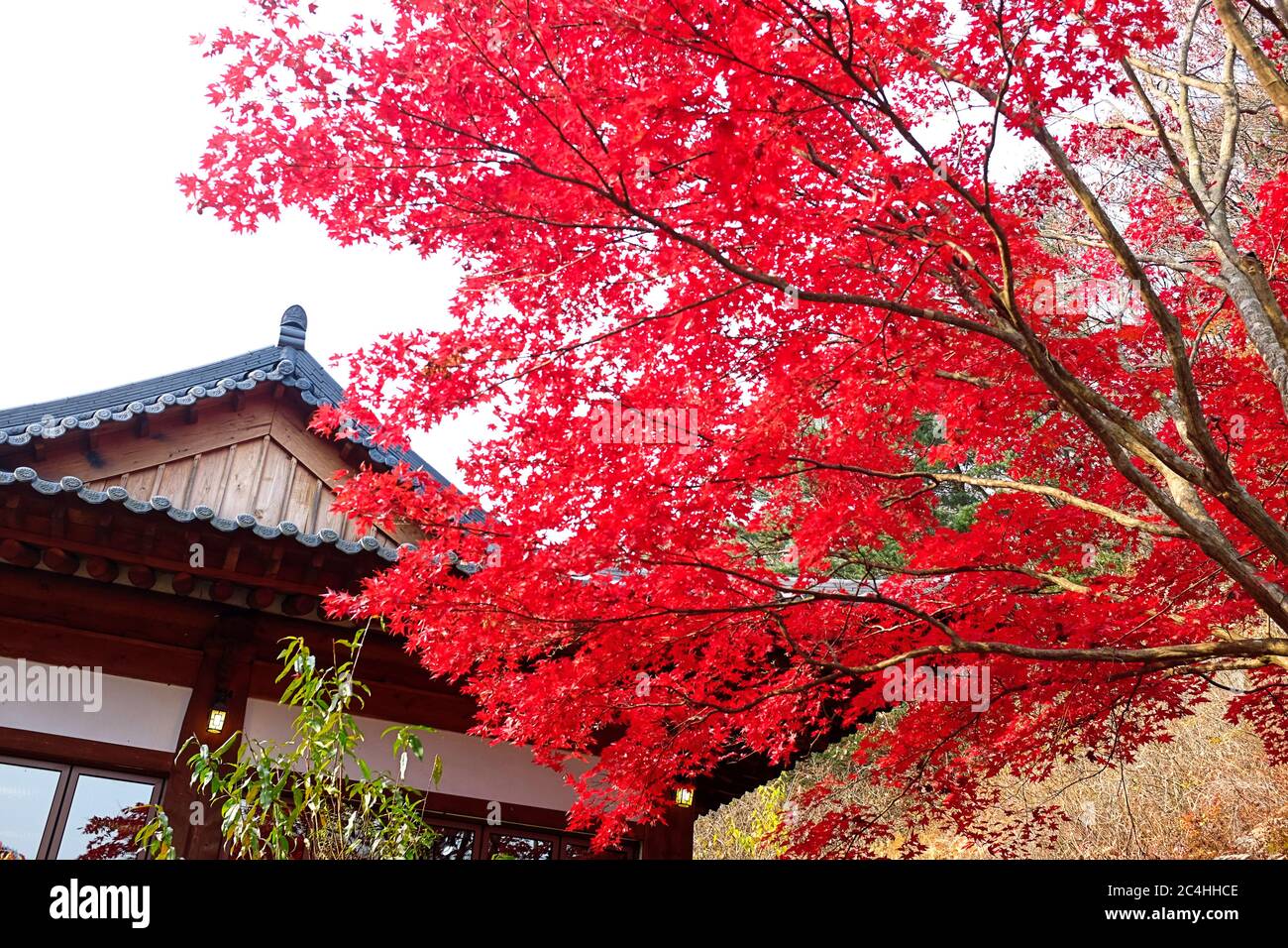 Red maple leaves in front of an ancient house Stock Photo - Alamy