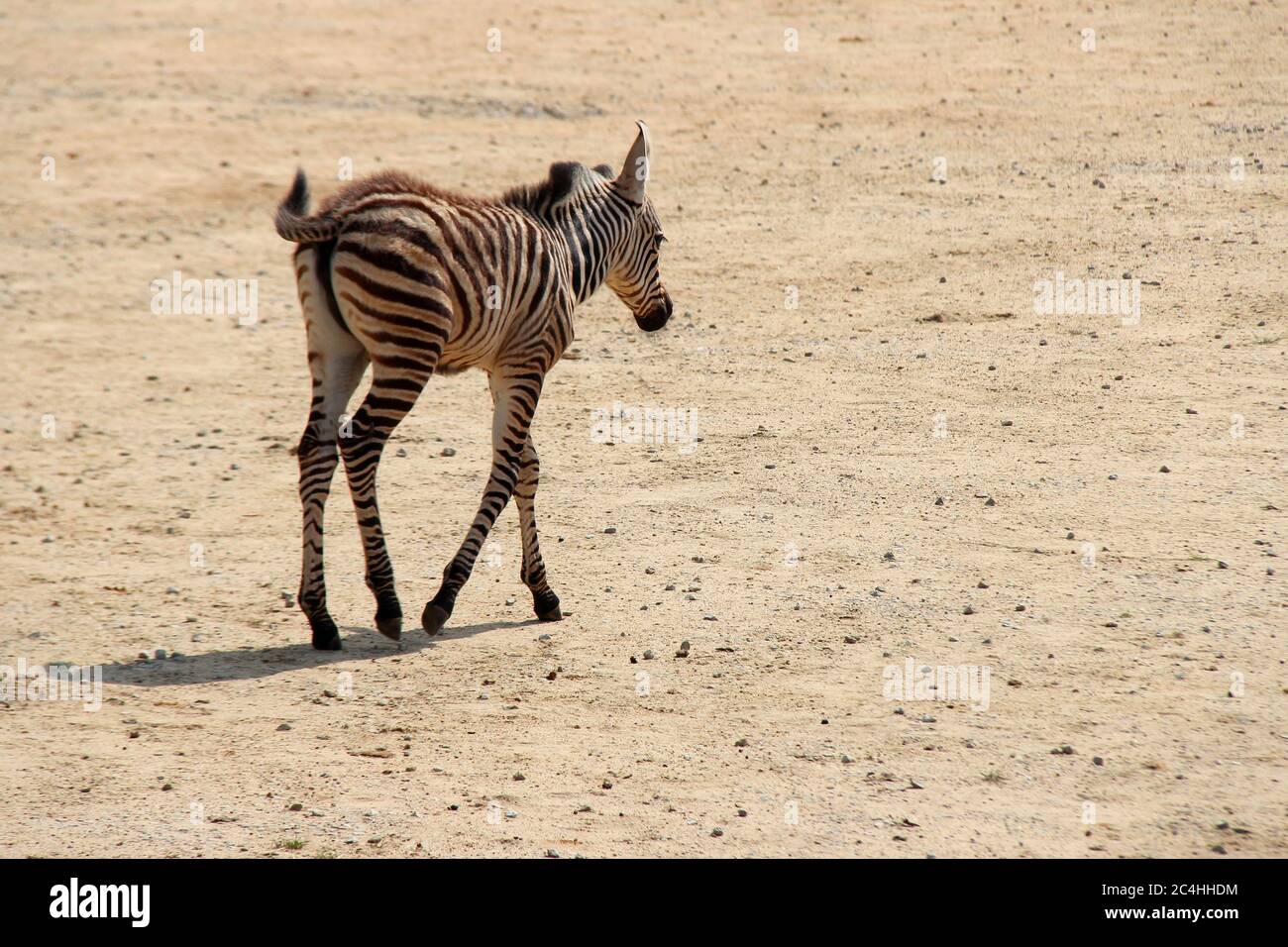 zebra in a zoo in france Stock Photo - Alamy