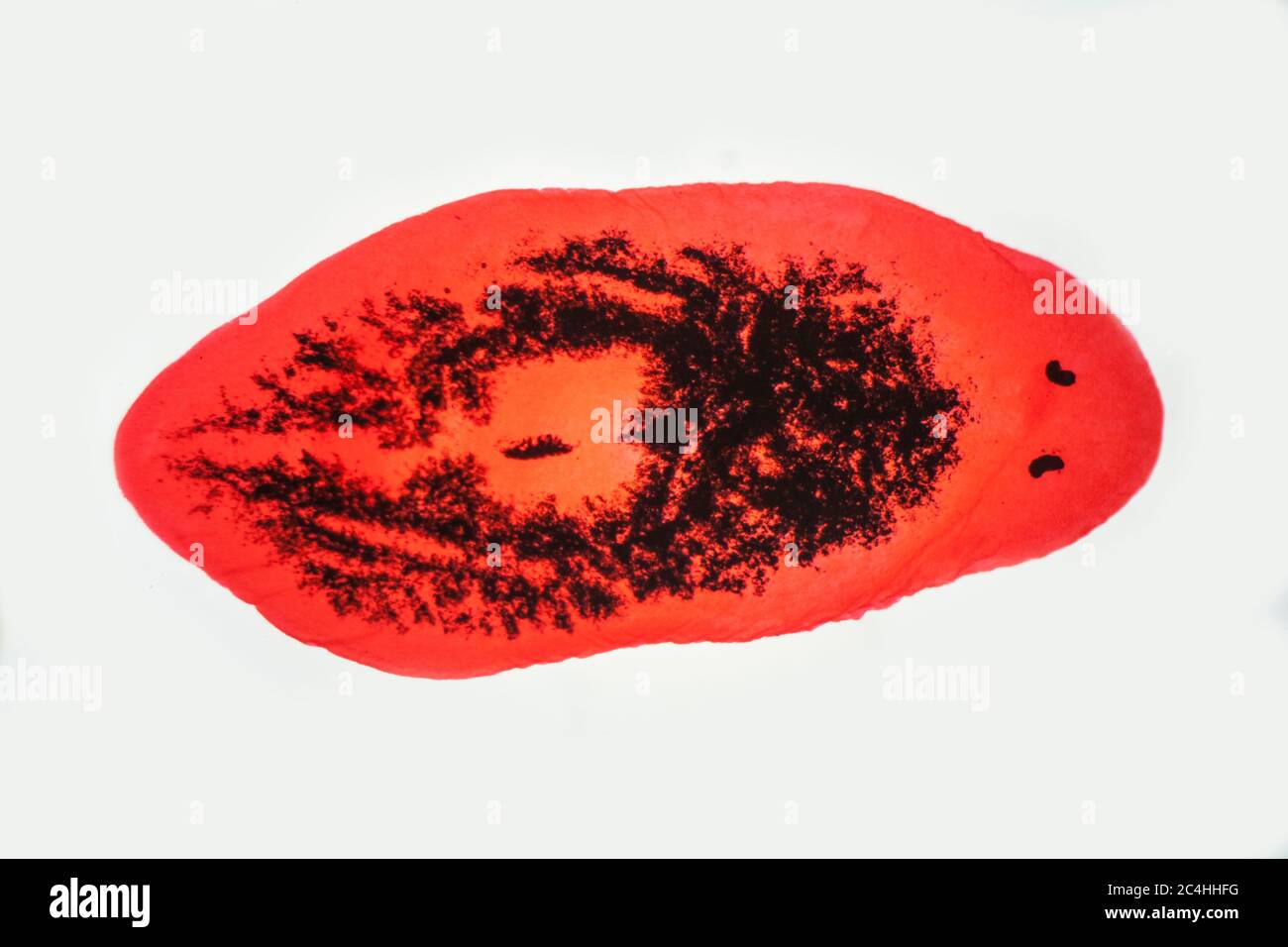 SCIENCE, MICROSCOPY, BIOLOGY, ANIMALS, PLANARIA, Flatworm. Actual ...