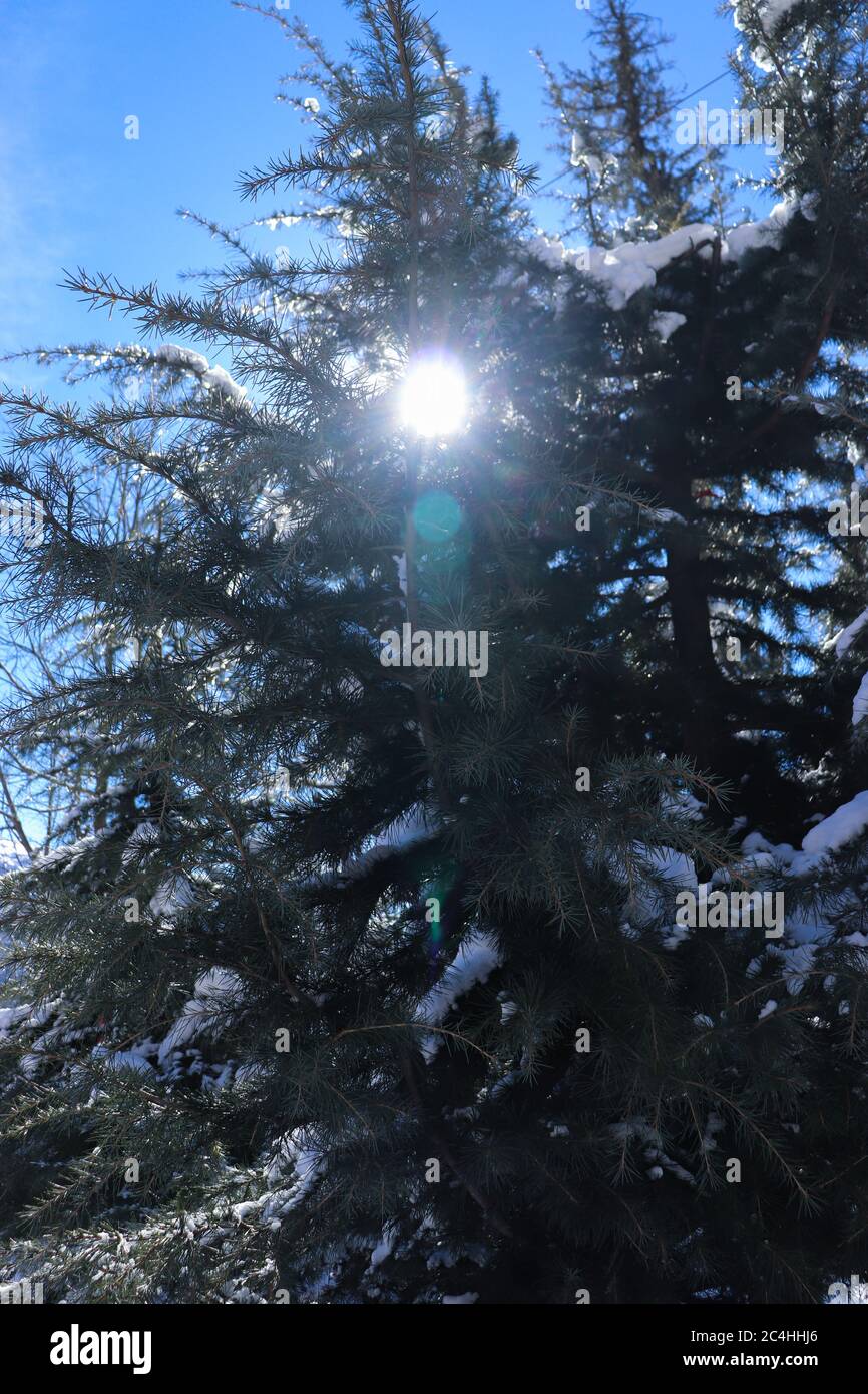 snow-covered pine tree with the sun in the background. focus on ...