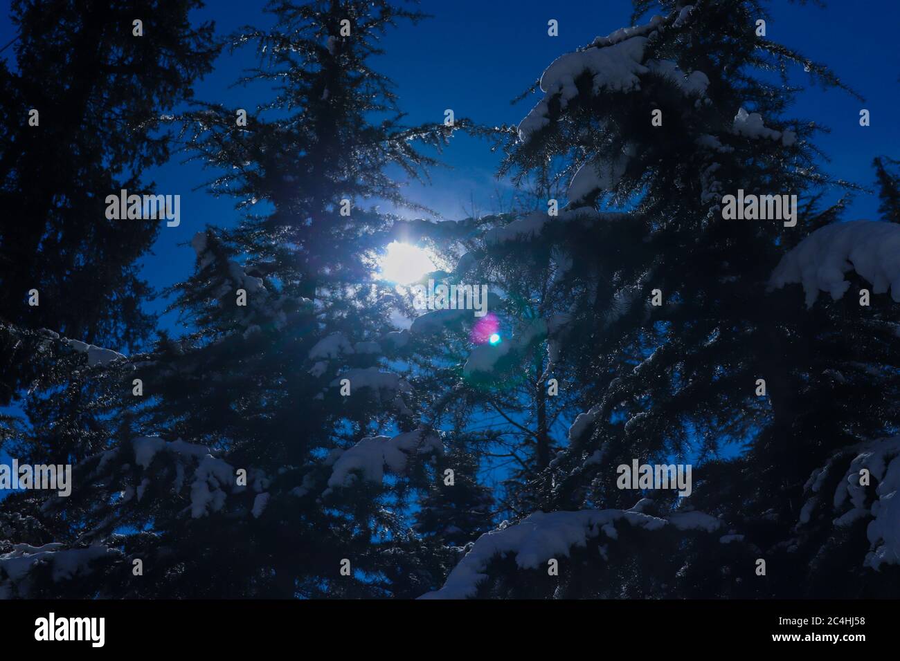 snow-covered pine tree with the sun in the background. focus on ...