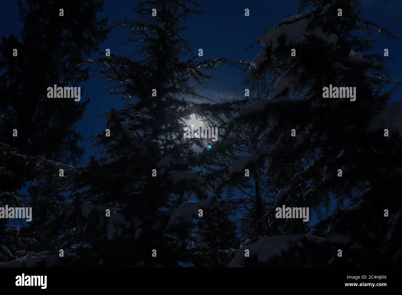 snow-covered pine tree with the sun in the background. focus on ...