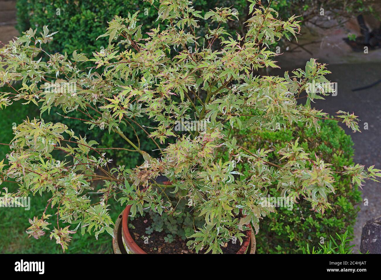 Small plant with small pointed leaves hi-res stock photography and ...