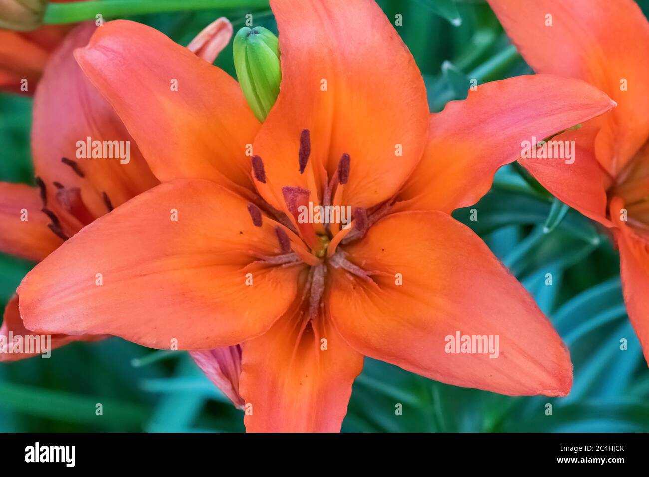 Flower that recently opened hi-res stock photography and images - Alamy