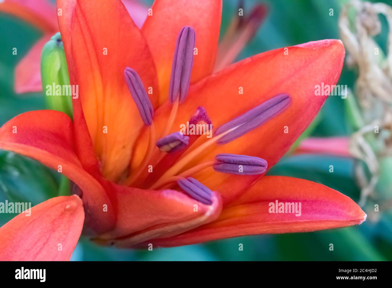 Newly opened flower hi-res stock photography and images - Alamy