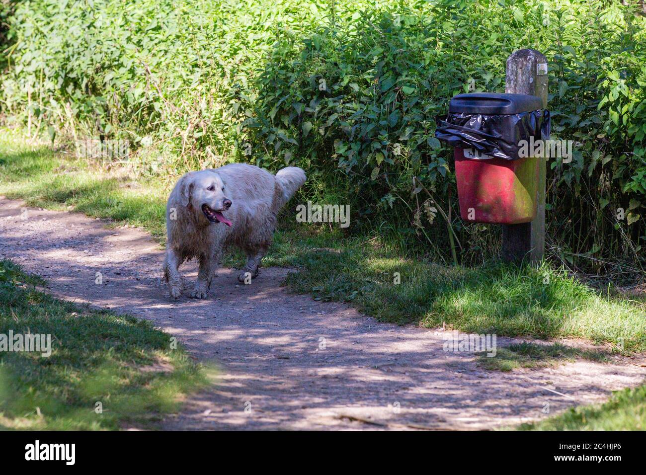 A wet and muddy Labrador dog standing next to a dog poo bin.Teston ...