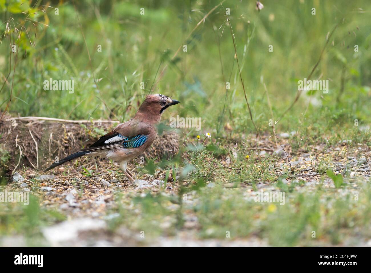 Ground Foraging High Resolution Stock Photography and Images - Alamy