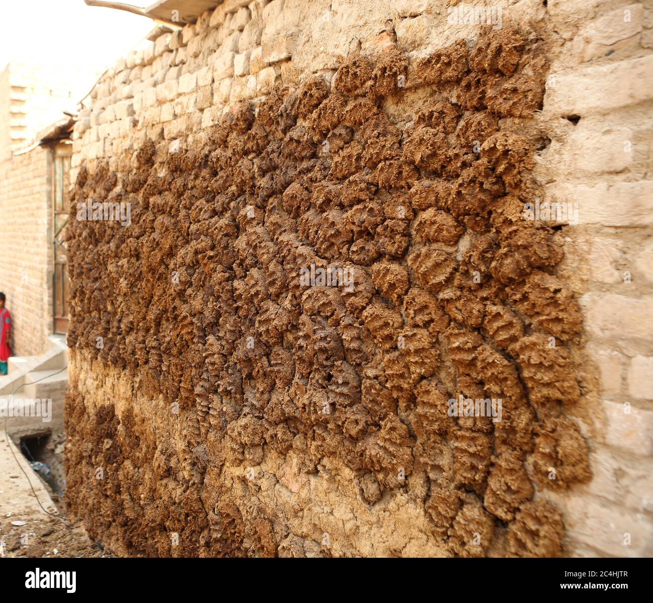 Buffalo dung drying on a wall to be used as an alternative to firewood ...