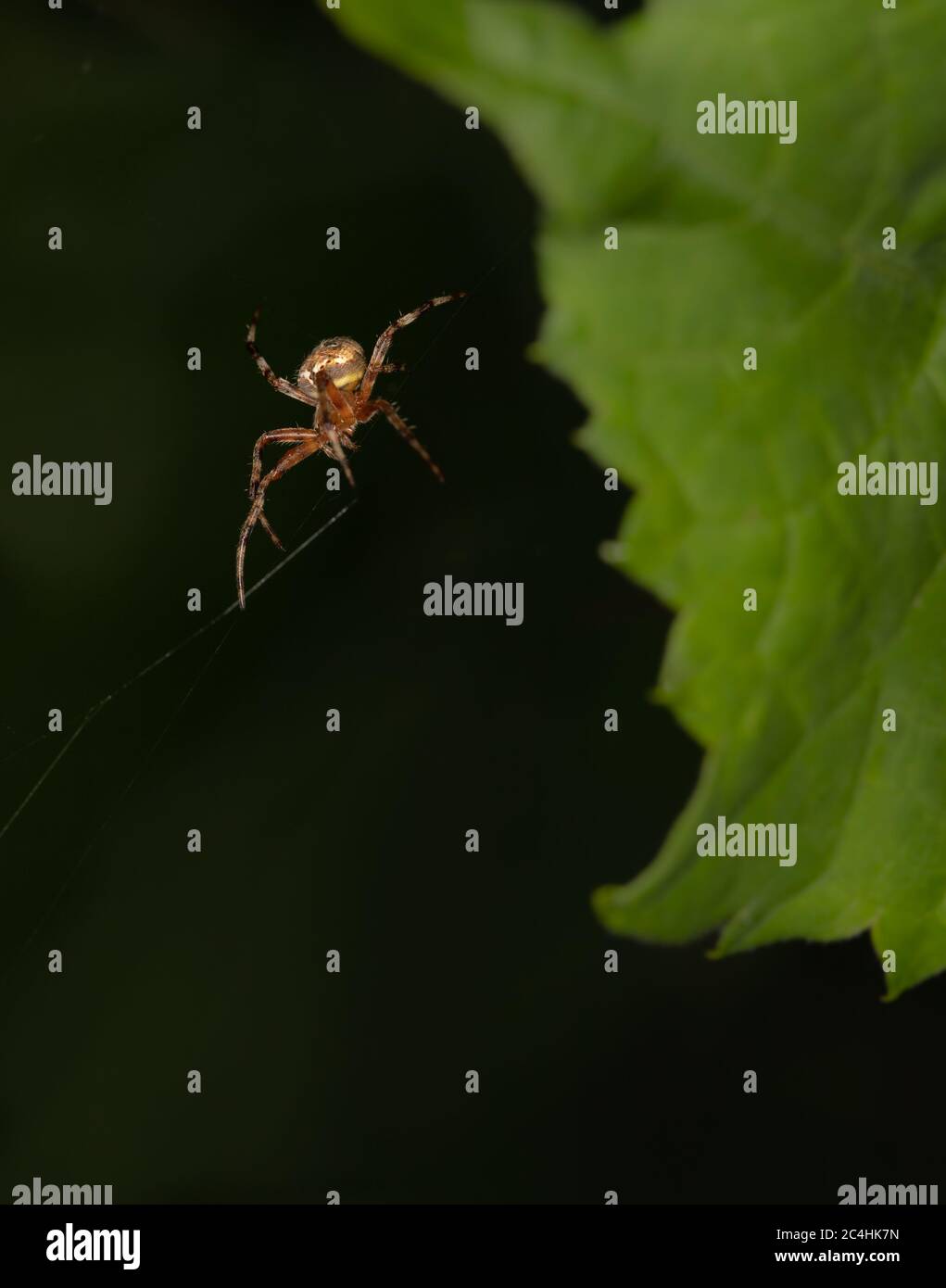 Furrow Spider High Resolution Stock Photography and Images - Alamy