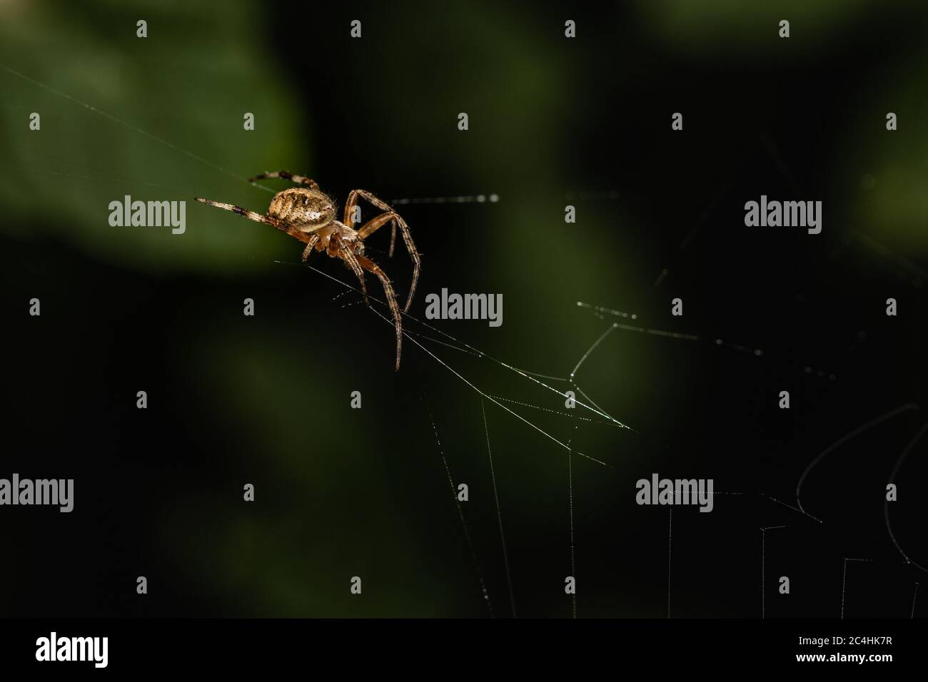 Furrow spider hi-res stock photography and images - Alamy