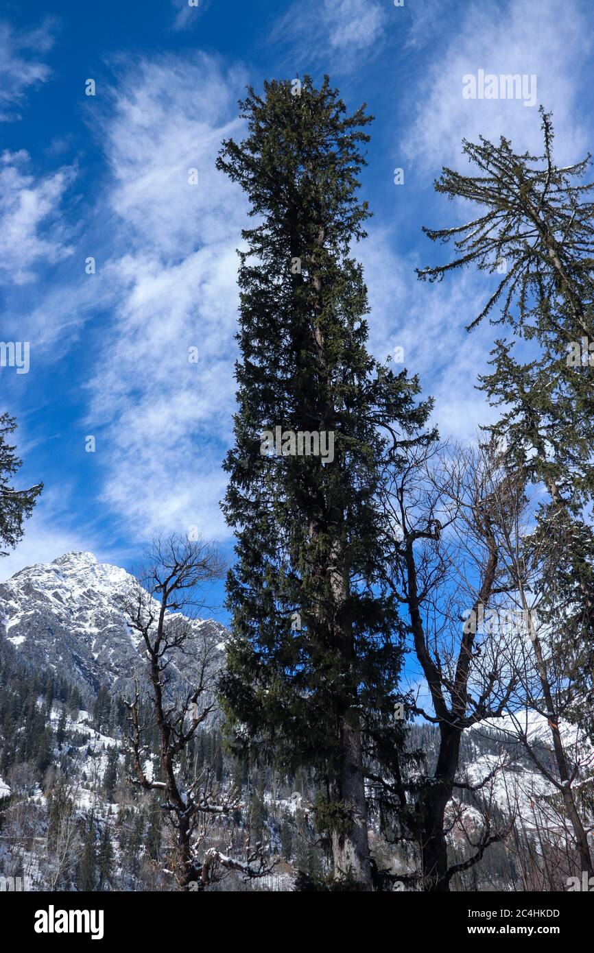 pine tree in the front and blue sky in the background. focus on ...