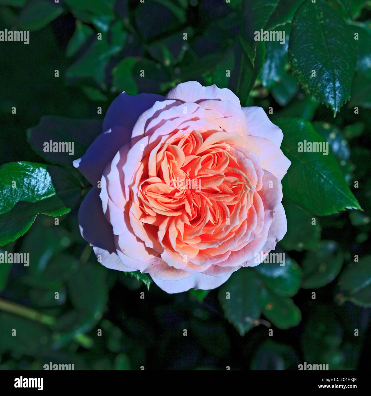 Pink Floribunda Bush Rose Stock Photo - Alamy