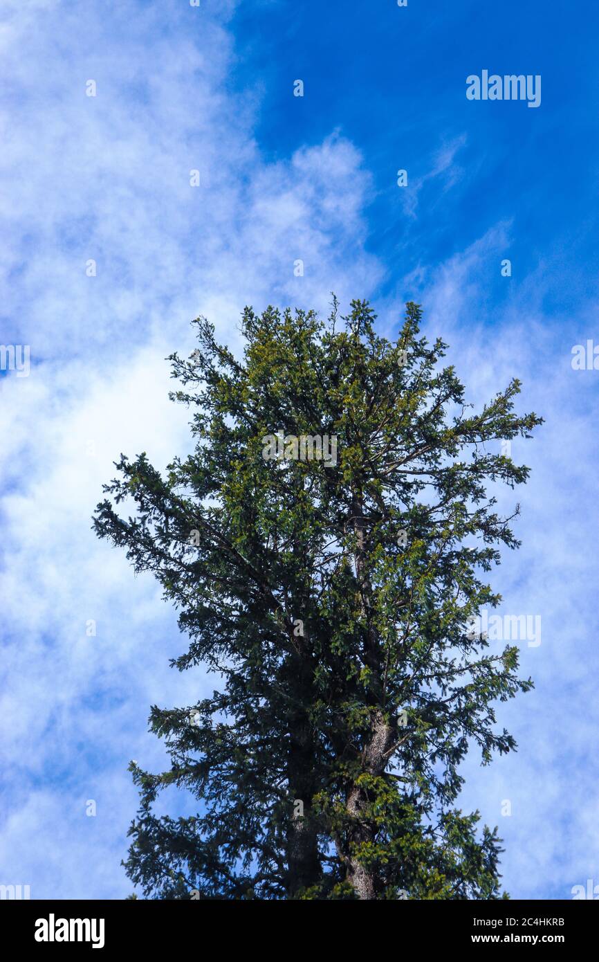 pine tree in the front and blue sky in the background. focus on ...