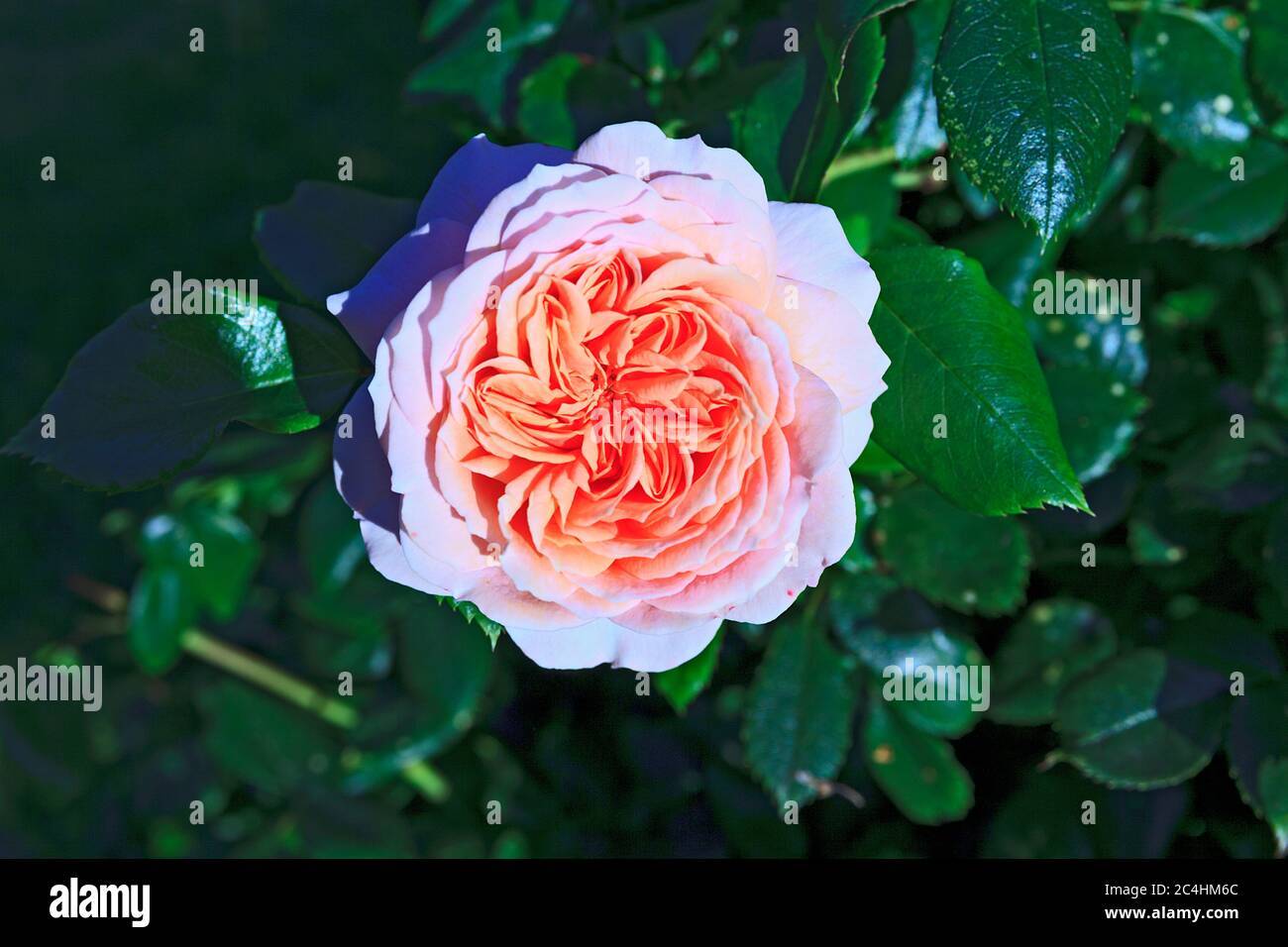 Pink Floribunda Bush Rose Stock Photo - Alamy