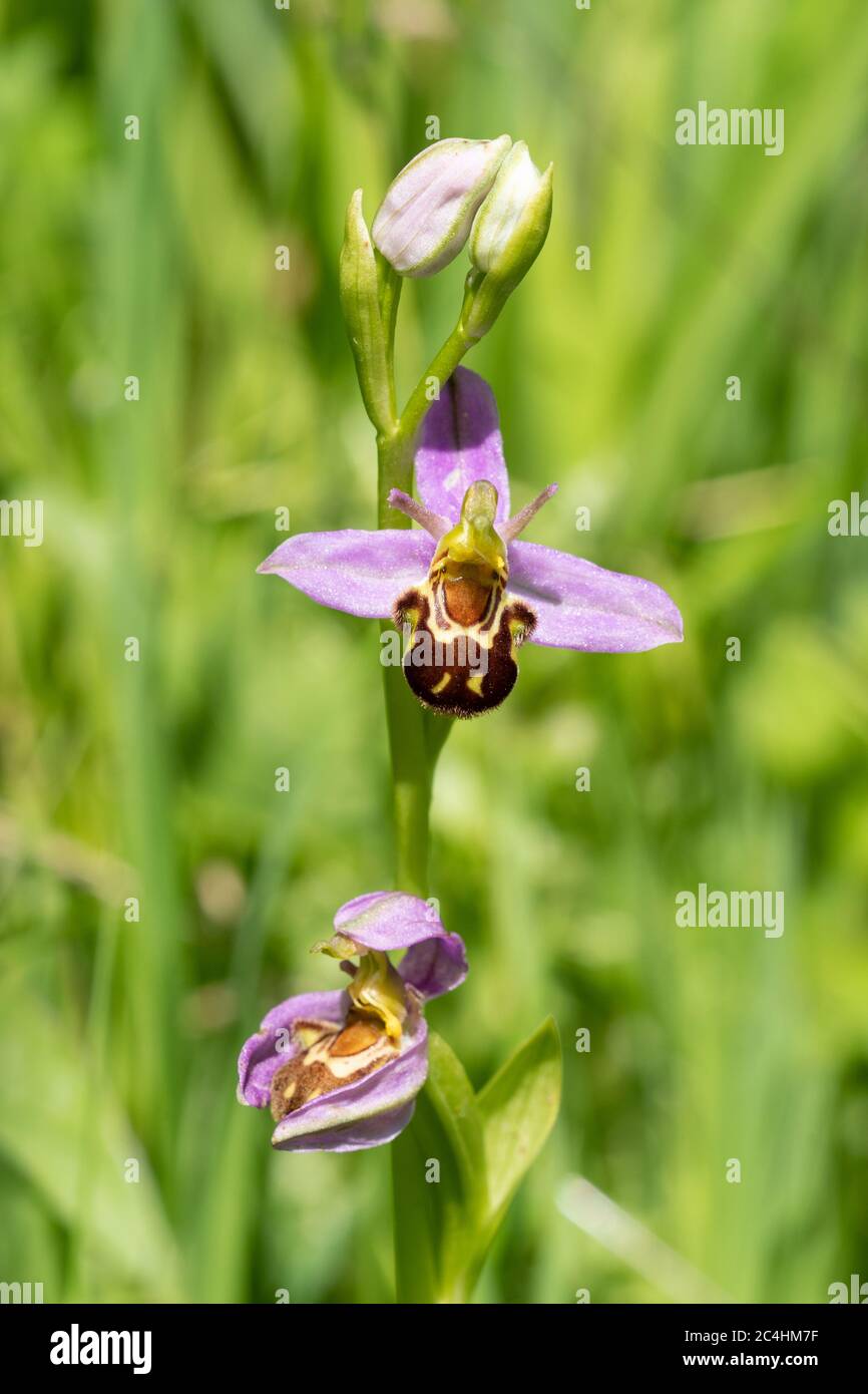 Bee orchid uk ophrys apifera hi-res stock photography and images - Alamy