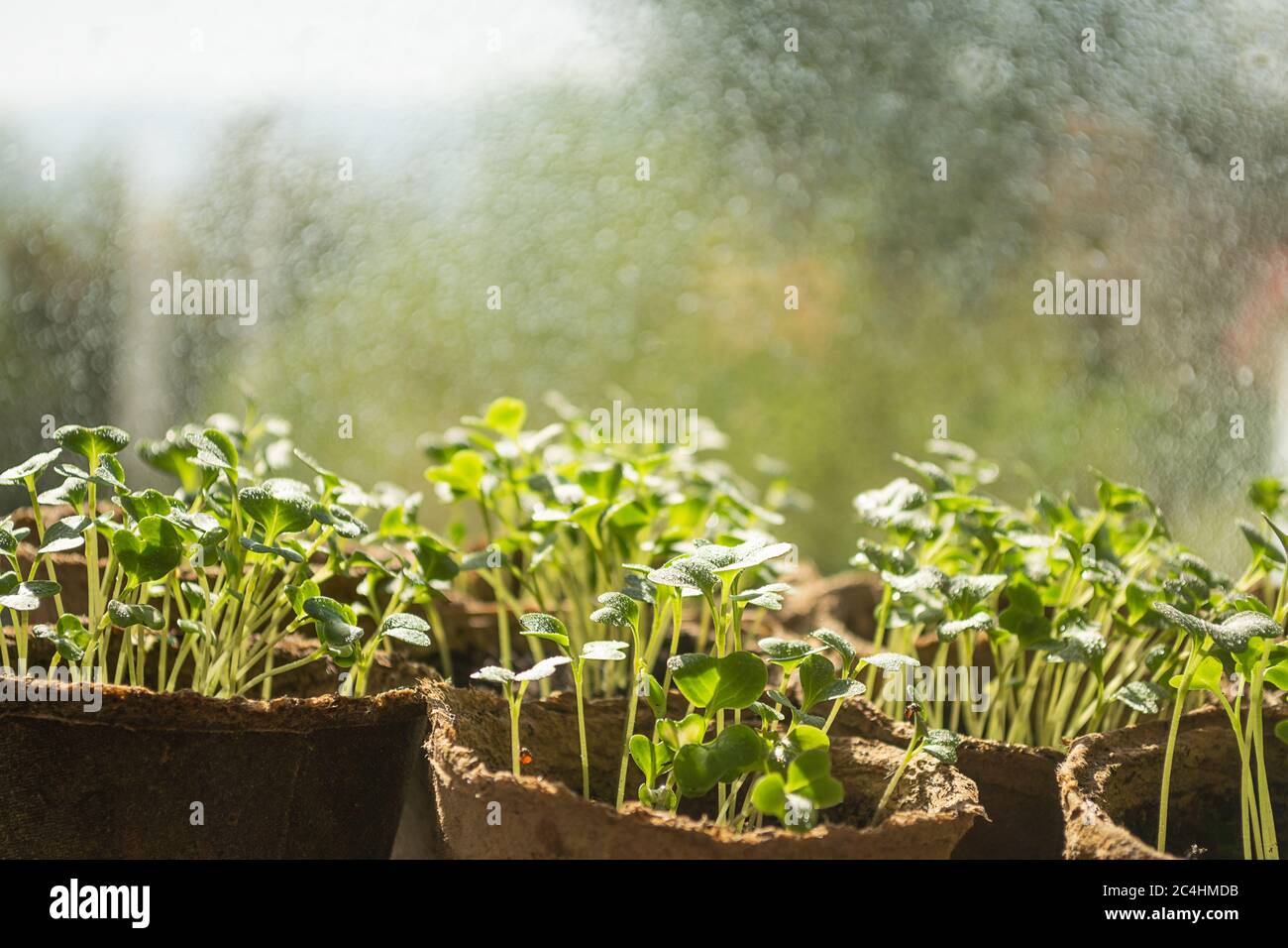 Micro grass greens sprouts grow containers. Healthy eating and ...