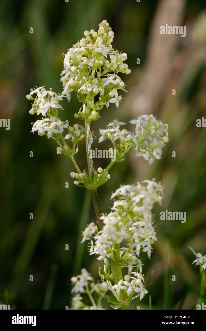 Small bedstraw hi-res stock photography and images - Alamy