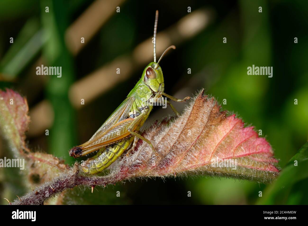 Meadow Grasshopper - Chorthippus parallelus Side view on red leaf Stock ...