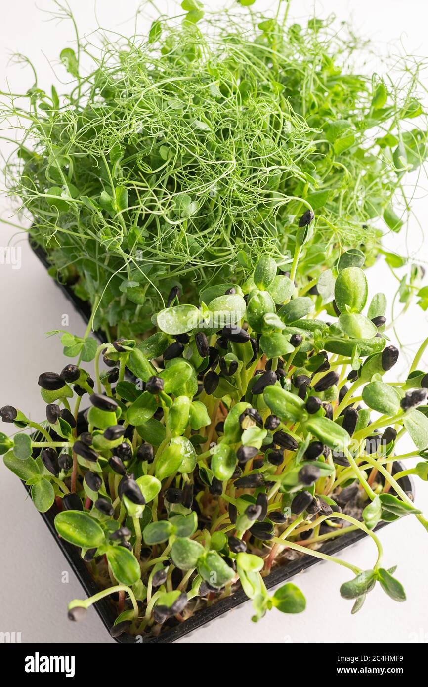 Micro grass greens sprouts in a container on white background ...