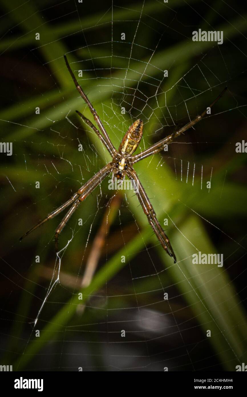A tiny spider sets up shop in a cluster of plants near Blue Marsh Dam ...