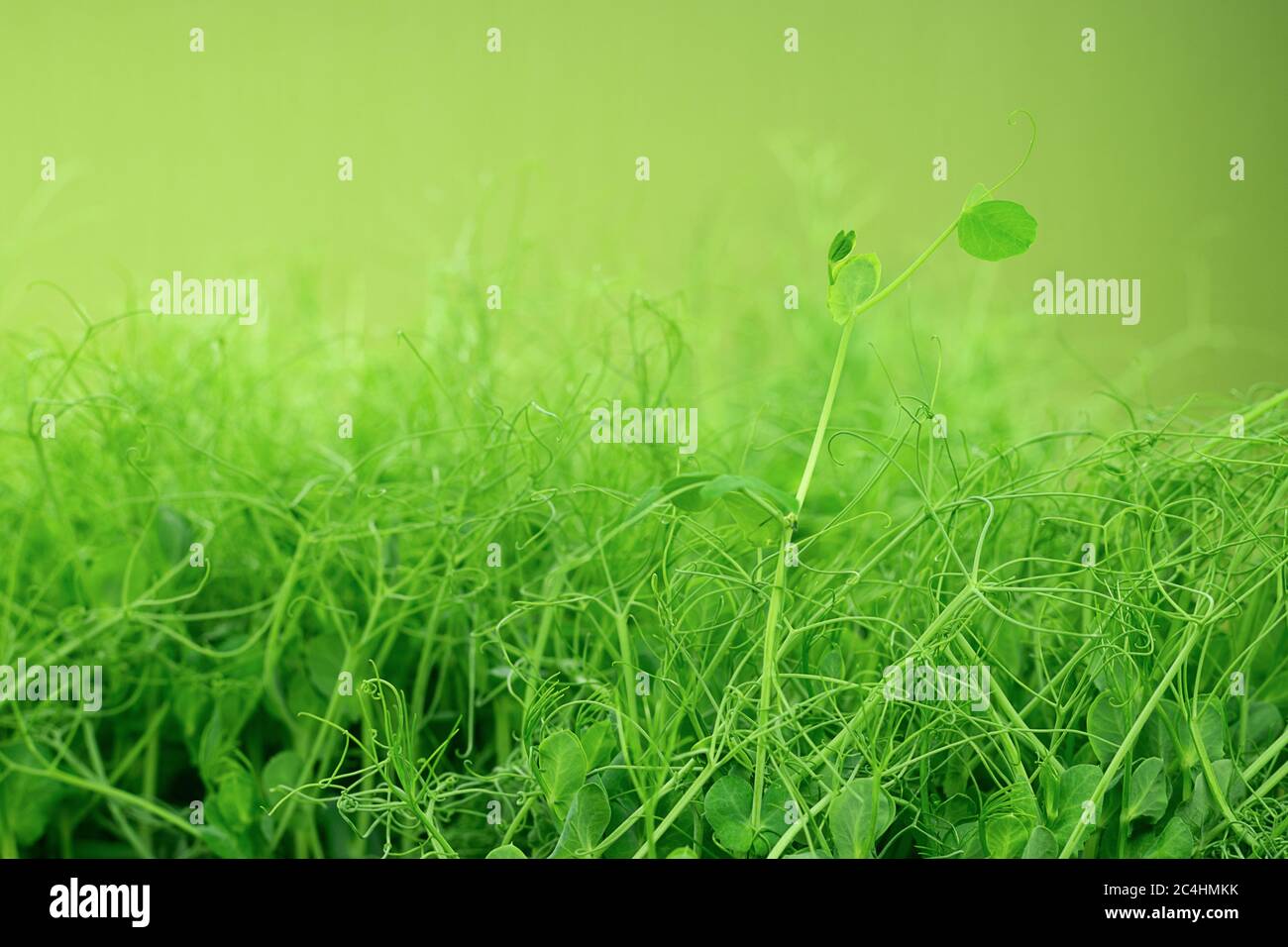 Micro grass greens sprouts grow . Healthy eating and vegetarianism ...