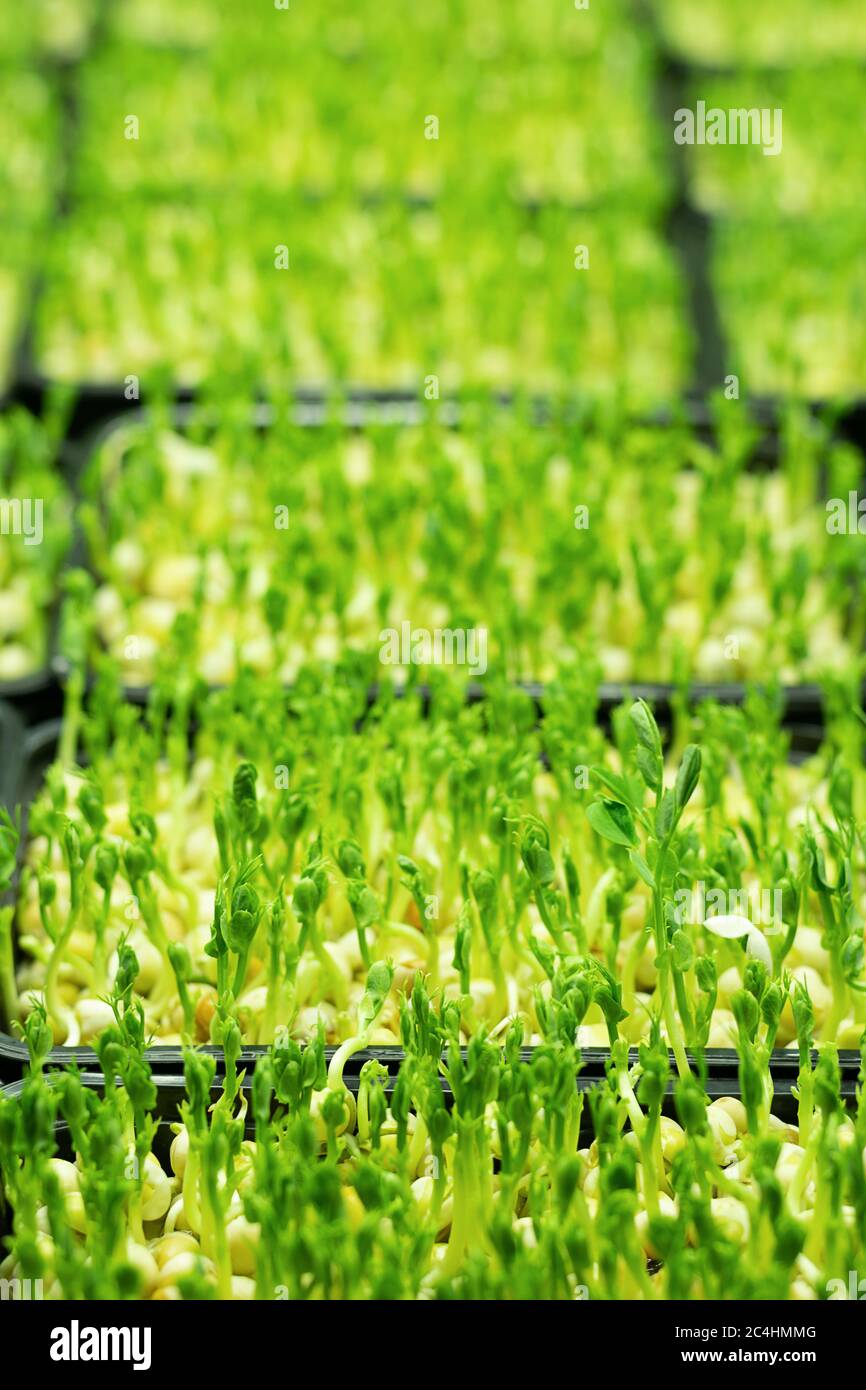 Micro grass greens sprouts grow containers. Healthy eating and ...