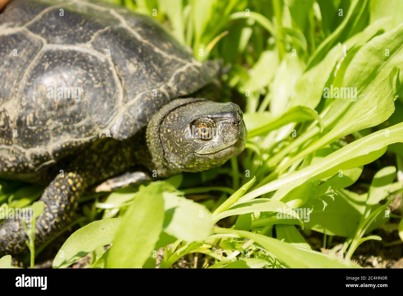 Funny turtle hi-res stock photography and images - Alamy