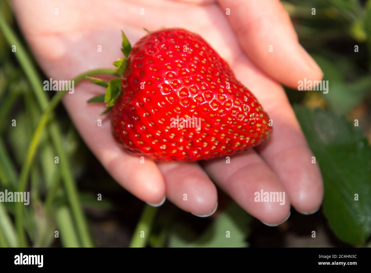 Big red and ripe strawberry in hand on a bed, garden - summer photo ...