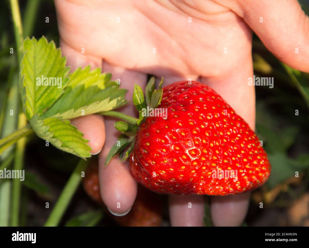 Big red and ripe strawberry in hand on a bed, garden - summer photo ...