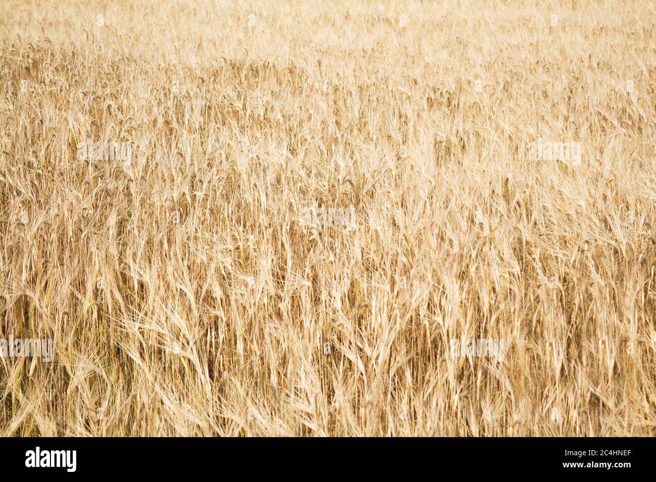 Ripe rye agricultural field hi-res stock photography and images - Alamy