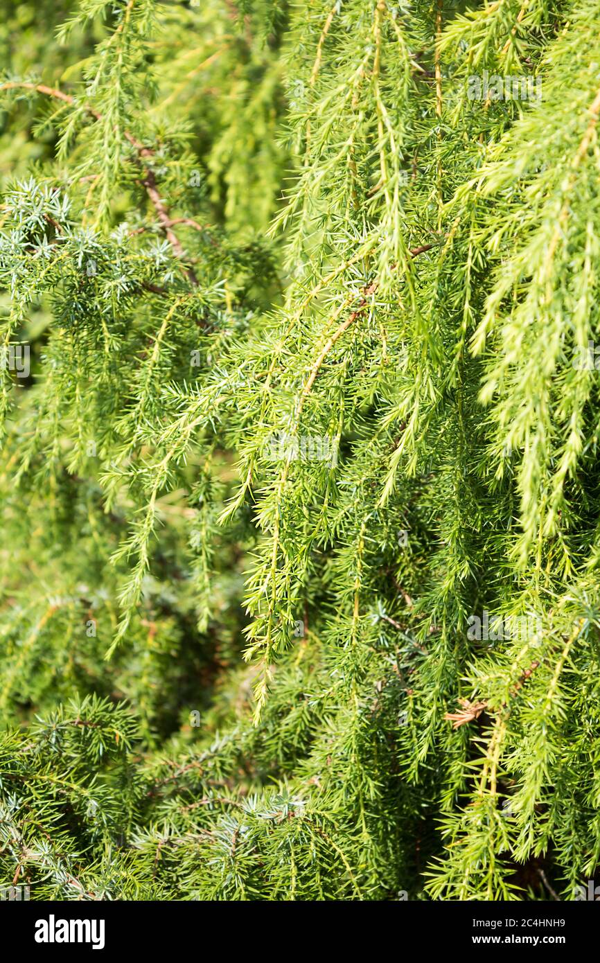 Juniper branch hi-res stock photography and images - Alamy