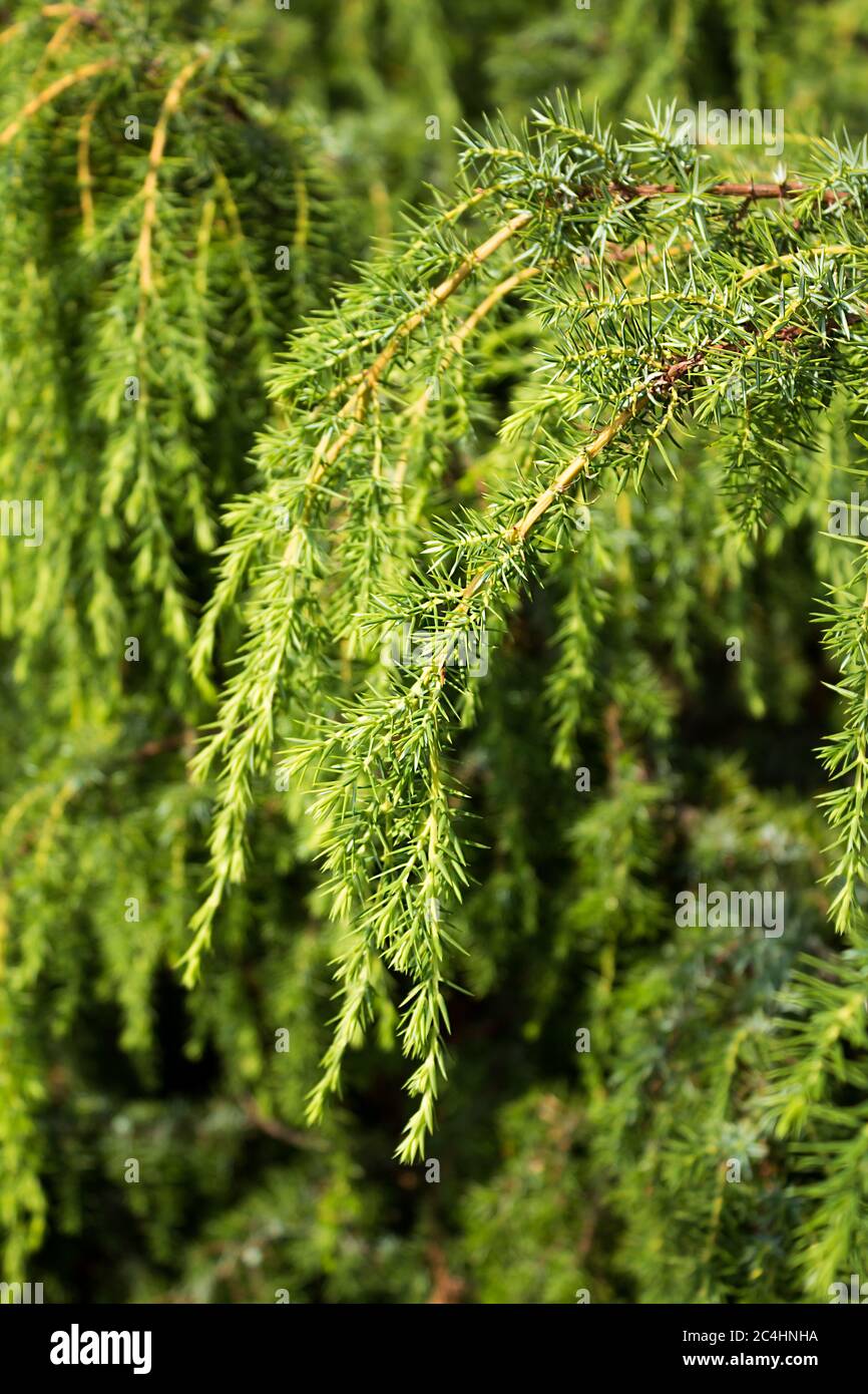 Juniper branch hi-res stock photography and images - Alamy
