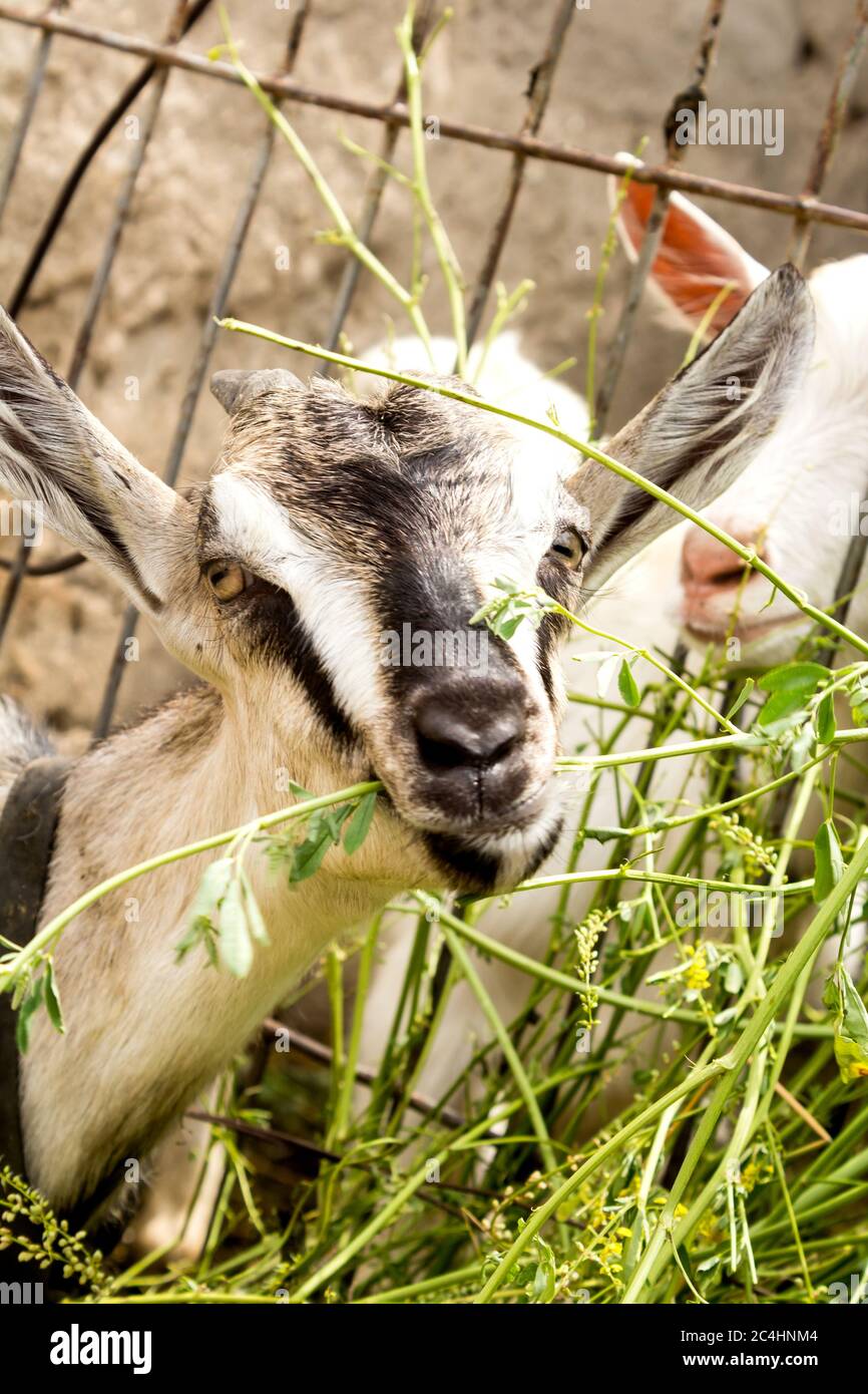 Goat eye close up hi-res stock photography and images - Alamy
