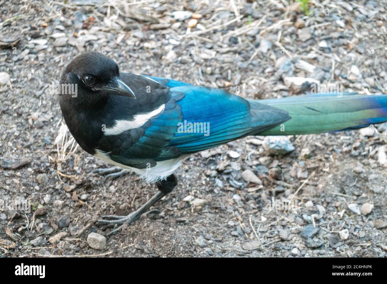European Magpie on the ground Stock Photo - Alamy