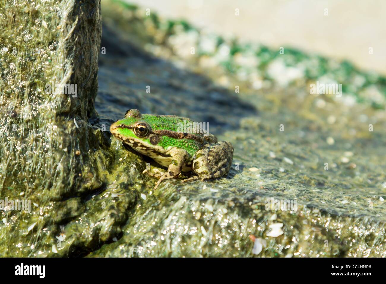 Overgrown animals hi-res stock photography and images - Alamy