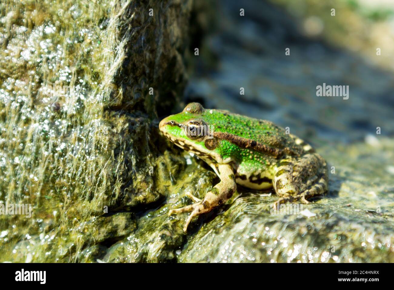 Overgrown animals hi-res stock photography and images - Alamy