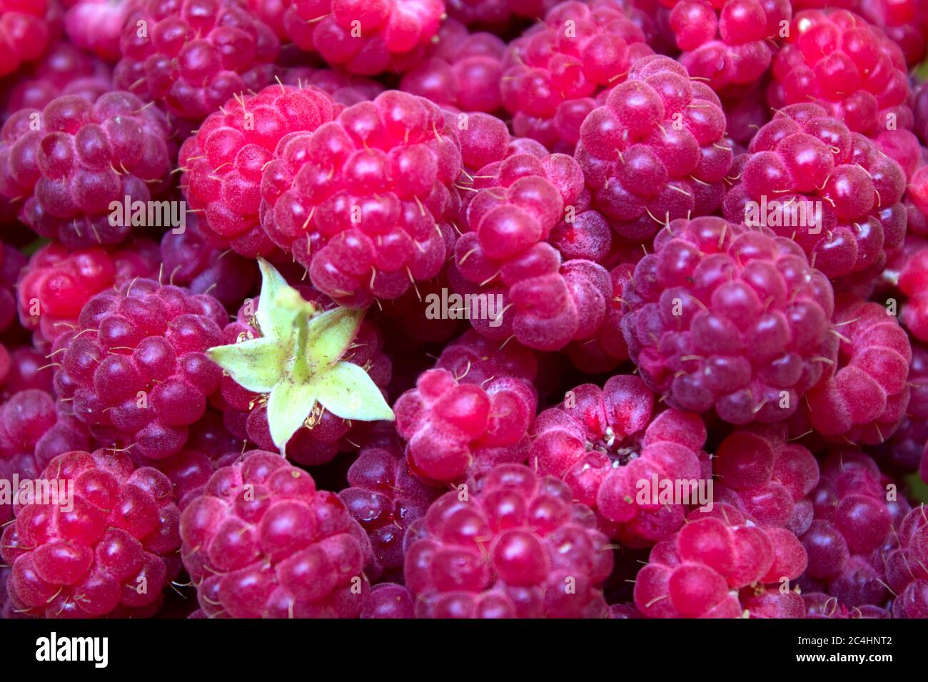 Ripe and beautiful raspberries - texture and background Stock Photo - Alamy