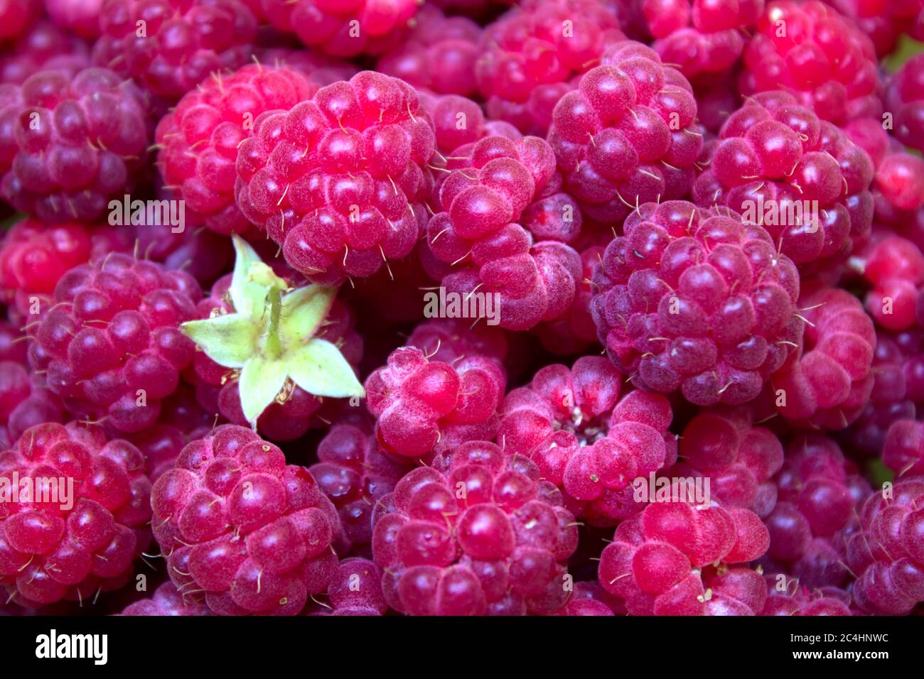 Ripe and beautiful raspberries - texture and background Stock Photo - Alamy