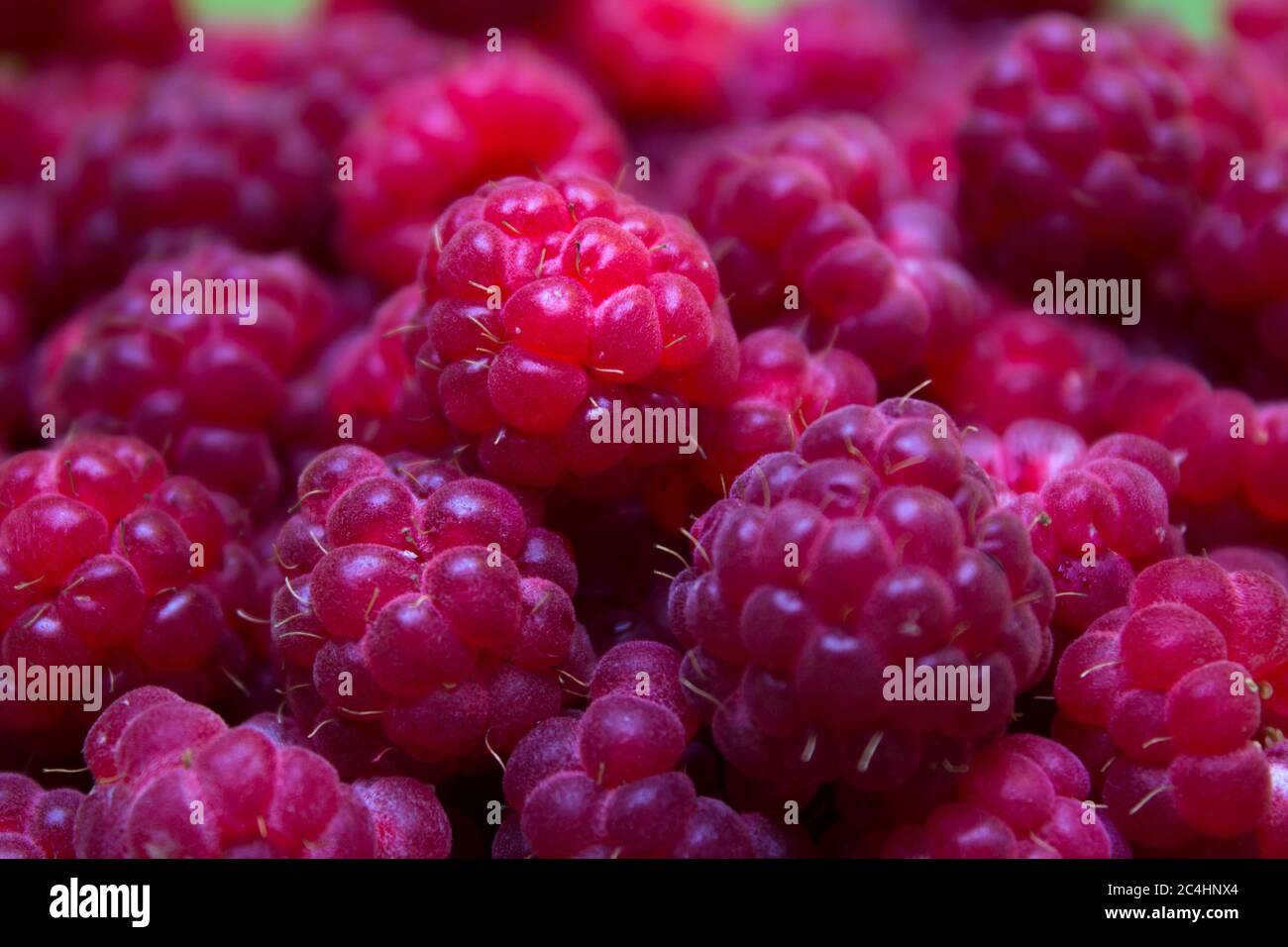 Ripe and beautiful raspberries - texture and background Stock Photo - Alamy